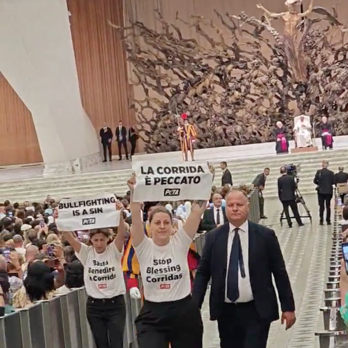 Peta face au pape contre la corrida